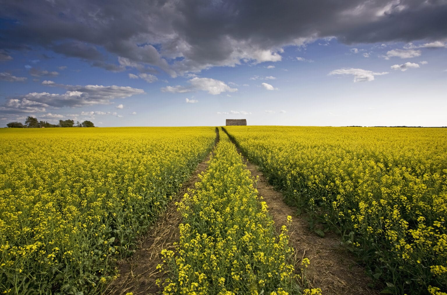 Home - Ontario Canola Growers